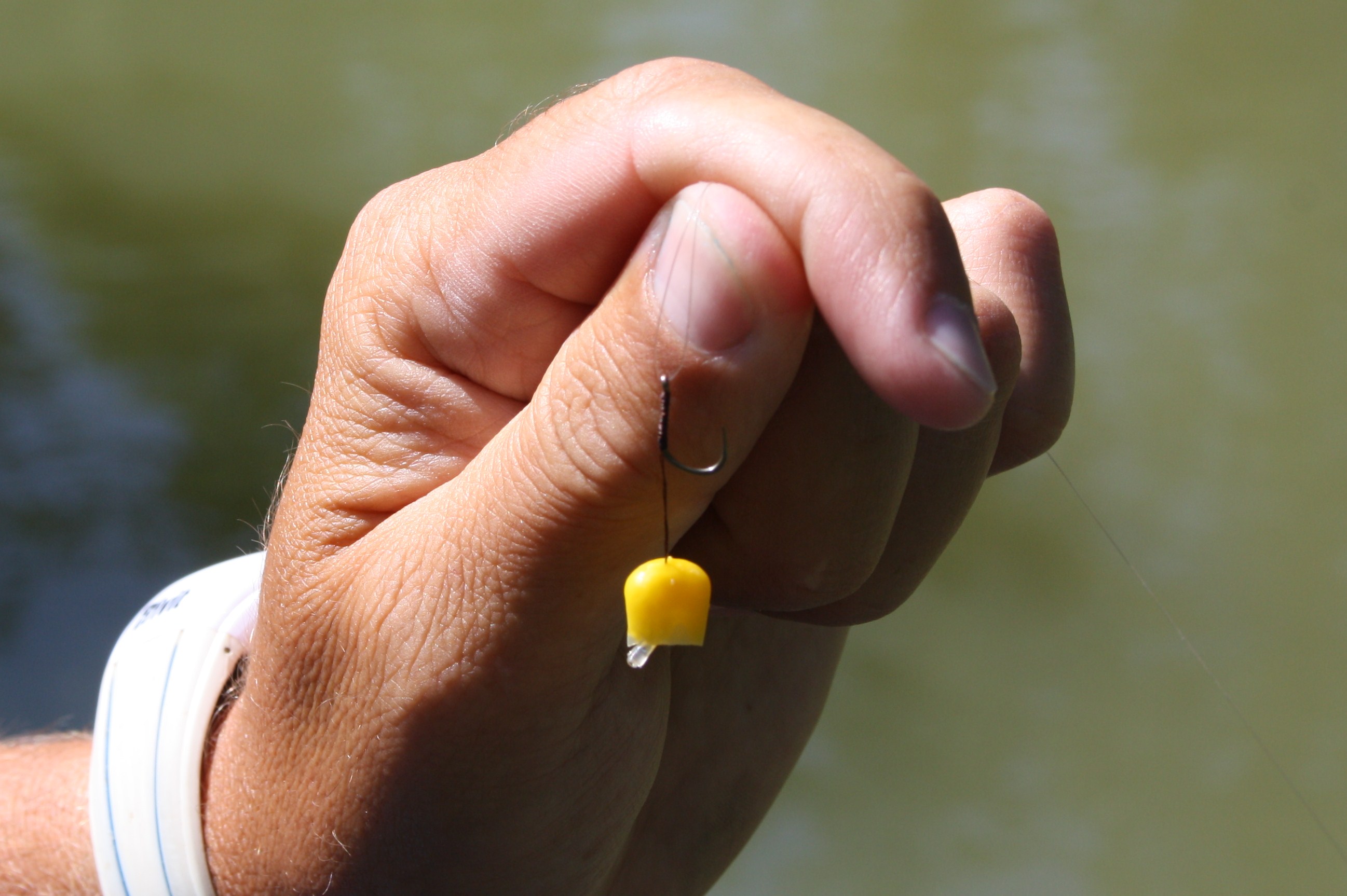 Pêche de la carpe au coup au maïs : Une esche de saison - Garbolino