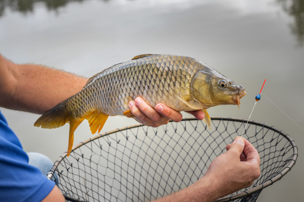Montage pour la pêche de la carpe au pellet - Garbolino