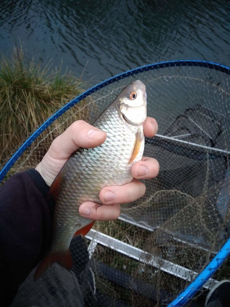 Pêche du gardon - Montages et astuces de pêche - Garbolino