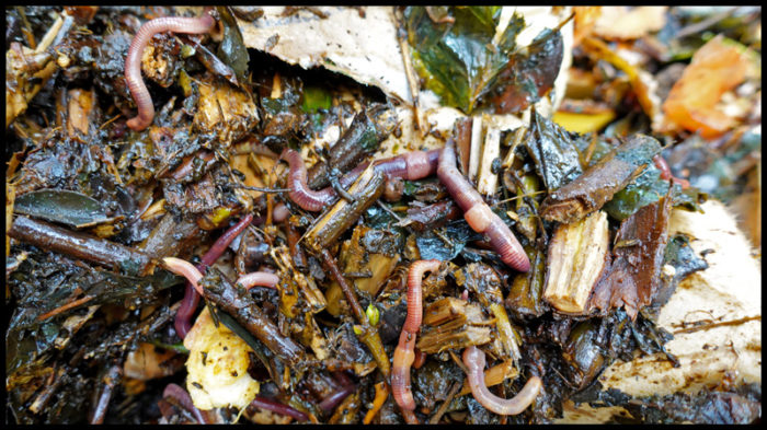 Vers de terreaux pêche et vermicompostage - Bien les élever pour la truite